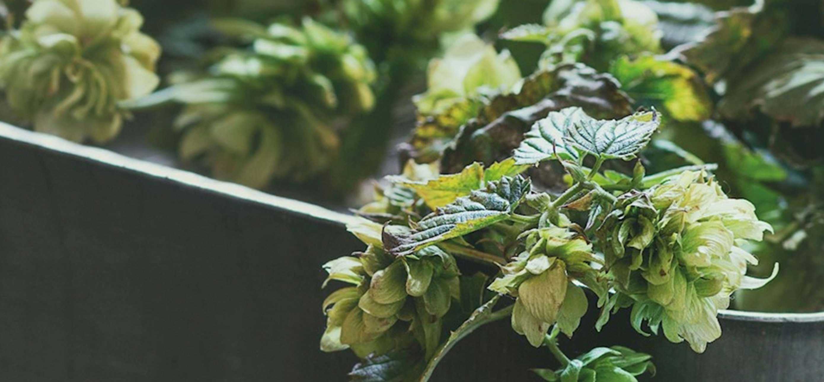 Falkenberg | Carlsberg Sverige